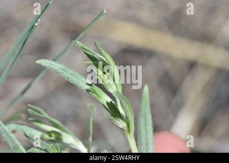borage family (Boraginaceae), Plantae, Thompson-Nicola, BC, Canada ...