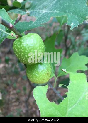 Spongy Oak Apple Gall Wasp (Amphibolips confluenta) Insecta Stock Photo ...