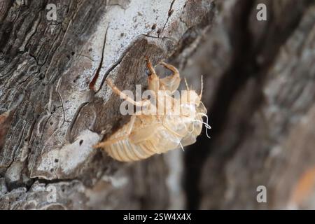 Ash Cicada (Cicada orni), Insecta, Vis, Splitsko-Dalmatinska, Croatia ...