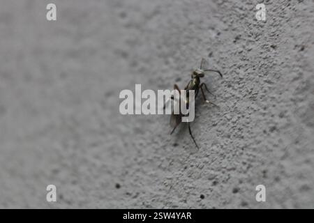 (Metapelma schwarzi), Insecta, Medway, London, ON, Canada, On exterior ...