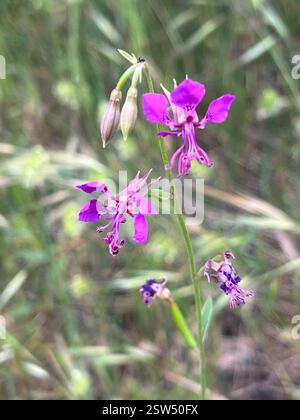 diamond clarkia (Clarkia rhomboidea), Plantae, Ridge Rd, Grass Valley ...