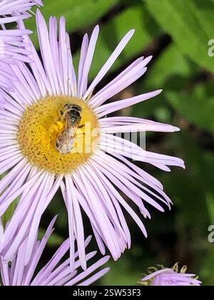 Furrow Bees (Halictus), Insecta, W Lake Hazel Rd, Boise, ID, US Stock ...