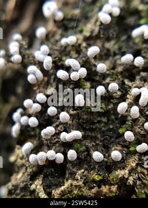 (Physarum), Protozoa, Vera Department, Santa Fe Province, Argentina ...