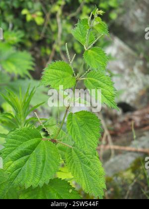Japanese Nettle (Urtica thunbergiana Stock Photo - Alamy