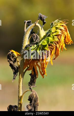 Sunflower is wilting and has brown and yellow petals. The wilting ...