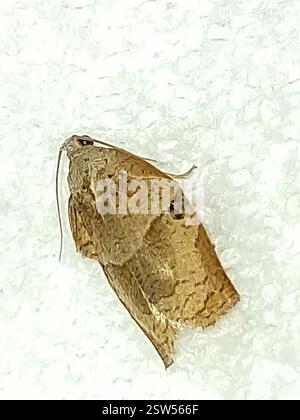 Oriental tea tortrix moth (Homona magnanima Stock Photo - Alamy