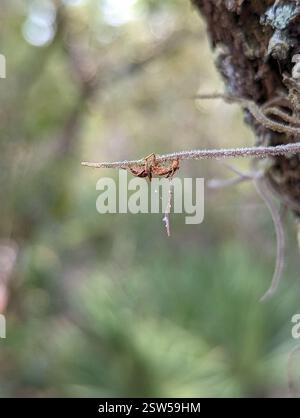 (Ophiocordyceps camponoti-floridani), Fungi, Florida, US Stock Photo ...