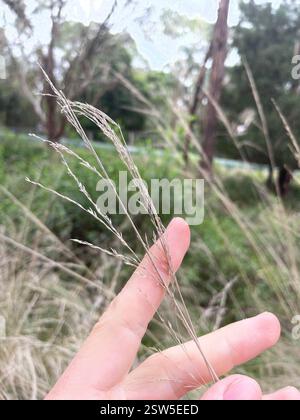 common tussock grass (Poa labillardierei), Plantae, Koala Conservation ...