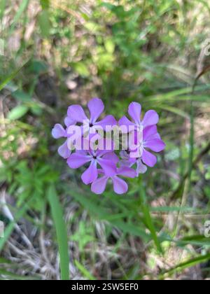 common prairie Phlox (Phlox pilosa pilosa), Plantae, Alabama, US Stock ...