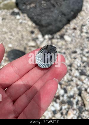Indo-Pacific Limpets (Cellana) Mollusca Stock Photo - Alamy