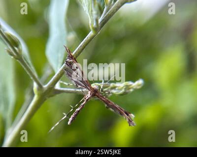 Plume Moths (Pterophoridae), Insecta, California, US Stock Photo - Alamy