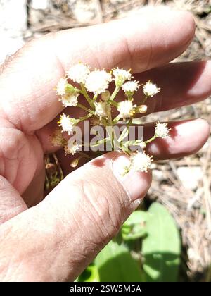 pussytoes (Antennaria), Plantae, Fergus County, MT, USA Stock Photo - Alamy