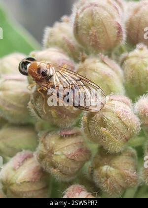 (Sargus elegans), Insecta, Jackson Township, IN, USA Stock Photo - Alamy