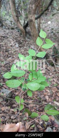 myrtle family (Myrtaceae), Plantae, Puebla, MX Stock Photo - Alamy
