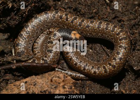 South African Shovel-snout (Prosymna sundevalli), Reptilia, 97 Hoek ...