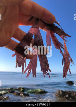 (Callophyllis), Plantae, Santa Cruz, California, United States Stock ...