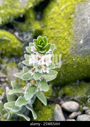 Sea Milkwort (Lysimachia maritima), Plantae, Belcarra, BC, Canada Stock ...
