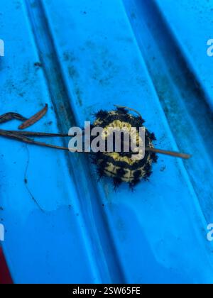 Nevada Buck Moth Hemileuca nevadensis, male looking to mate near ...