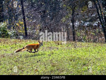 Red fox (Vulpes vulpes) running, Black Forest, Germany, Winner of Fritz ...