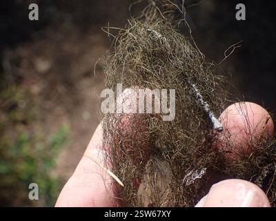 Horsehair Lichens (Bryoria), Fungi, Thompson-Nicola, BC, Canada Stock ...