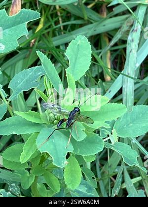 Aulacid Wasps (Aulacidae) Insecta Stock Photo - Alamy