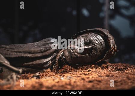 The remains of Tollund Man, an Iron Age bog body preserved at the ...