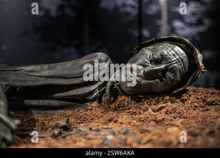 The remains of Tollund Man, an Iron Age bog body preserved at the ...