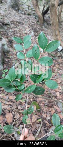 myrtle family (Myrtaceae), Plantae, Puebla, MX Stock Photo - Alamy