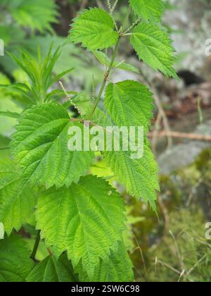 Japanese Nettle (Urtica thunbergiana Stock Photo - Alamy