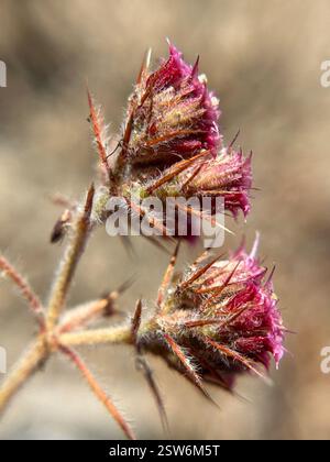 Douglas' Spineflower (Chorizanthe douglasii), Plantae, Fort Ord ...