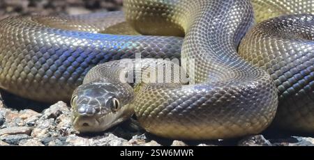 Water Python (Liasis fuscus), Reptilia, Humpty Doo NT 0836, Australia ...