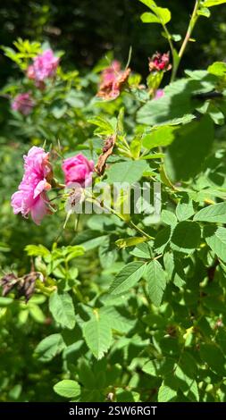 Cinnamon Rose (Rosa cinnamomea), Plantae, Селивановский р-н ...