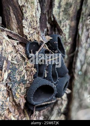 (Plectania rhytidia), Fungi, Ngunguru 0173, New Zealand Stock Photo - Alamy