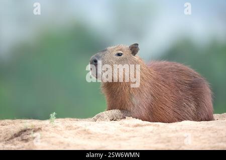 Brazil, Pantanal. Capybaras on beach. Credit as: Cathy & Gordon Illg ...