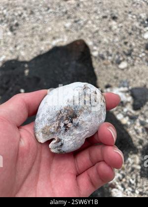 Humpback Cowry (Mauritia mauritiana) Mollusca Stock Photo - Alamy