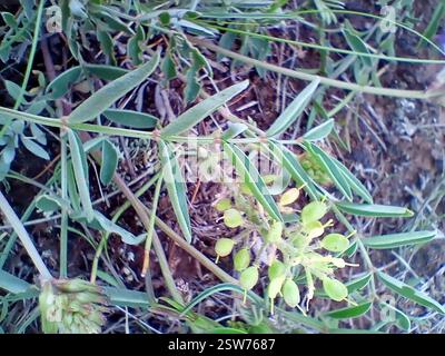 Gmelin's sweetvetch (Hedysarum gmelinii), Plantae, Иркутская обл ...