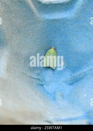 Green Oak Tortrix (Tortrix viridana) Insecta Stock Photo - Alamy