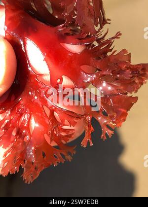 (Callophyllis), Plantae, Santa Cruz, California, United States Stock ...