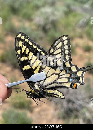 (Papilio bairdii bairdii) Insecta Stock Photo - Alamy