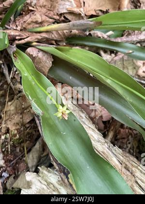 Fraser's Sedge (Carex fraseriana), Plantae, North Carolina, US Stock ...