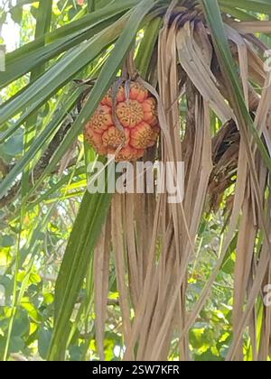 Screw Palm (Pandanus spiralis), Plantae, Nhulunbuy, NT 0880, Australia ...