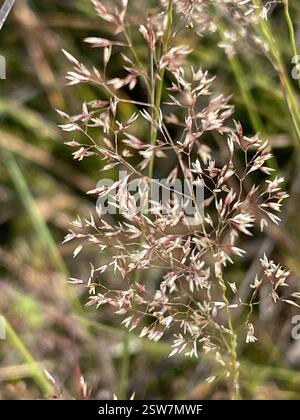 (Poeae), Plantae, Utrechtse Heuvelrug National Park, Leersum, Utrecht ...