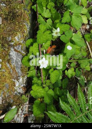 (Rubus pectinellus), Plantae, 台灣桃園市 Stock Photo - Alamy