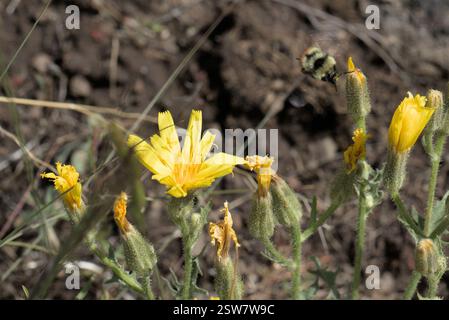 Bumble Bees (Bombus), Insecta, Harney, Oregon, United States Stock ...