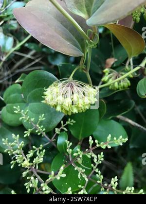 (Smilax sebeana), Plantae, Kamikoshikicho Segami, Satsumasendai ...