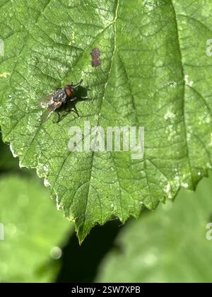 Calyptrate Flies (Calyptratae), Insecta, New Jersey, US, at 365 nm and ...