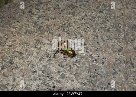 Copper Green Chafer (Anomala corpulenta), Insecta, 中国浙江省杭州市西湖区 Stock ...