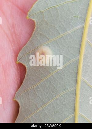 Gall Wasps (Cynipidae), Insecta, Ohio, US, No cell or webbing inside ...