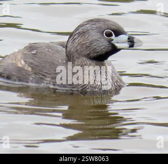 A female Pied-billed Grebe "Podilymbus podiceps"; sitting a floating ...