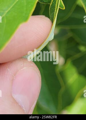 Gall Wasps (Cynipidae), Insecta, Ohio, US, No cell or webbing inside ...